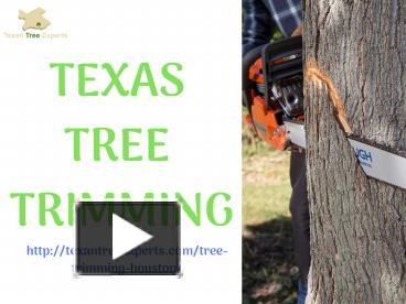 PPT – Texas Tree Trimming PowerPoint presentation | free to download ...