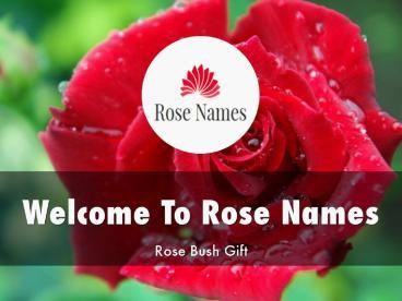 PPT – Detail Presentation About Rose Names PowerPoint presentation ...