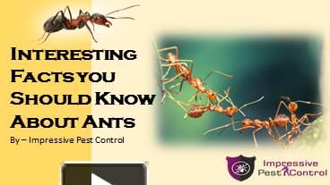 Interesting Facts you Should Know About Ants presentation | free to ...