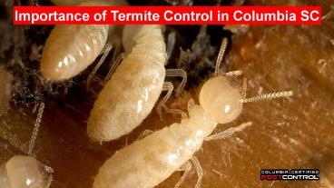 PPT – Importance of Termite Control in Columbia SC PowerPoint ...