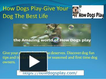 PPT – How Dogs Play-Give Your Dog The Best Life PowerPoint presentation ...