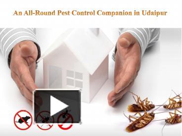 PPT – An All-Round Pest Control Companion in Udaipur PowerPoint ...