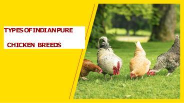 TYPES OF POULTRY PURE BREEDS IN INDIA | EGIYOK NEWS presentation | free ...