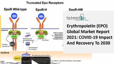 PPT – Erythropoietin (EPO) Market Segment, Potential Revenue And ...