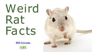 Weird Rat Facts You Did Not Know presentation | free to download