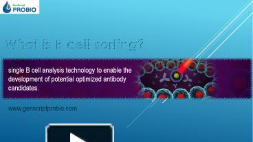 What is B cell sorting? presentation | free to download