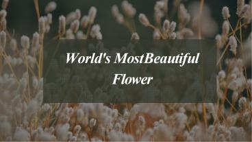PPT – World's Most Beautiful Flower PowerPoint presentation | free to ...