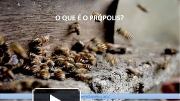 O que é o Própolis? presentation | free to download
