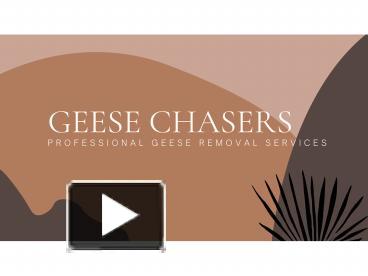 Professional Wild Geese Removal and Management Services NJ - Geese ...