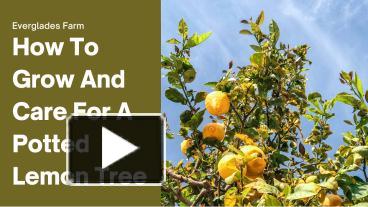 PPT – How To Grow And Care For A Potted Lemon Tree PowerPoint ...
