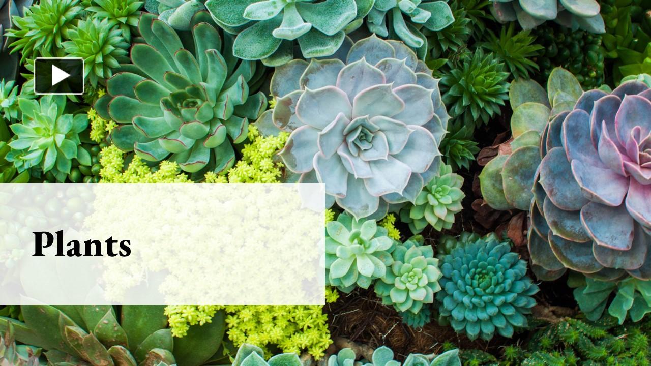 PPT – Plants PowerPoint presentation | free to download - id: 95343a-ZTU1Z