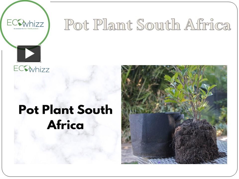 The Only Pot Plants South Africa Guide You'll Ever Need presentation ...