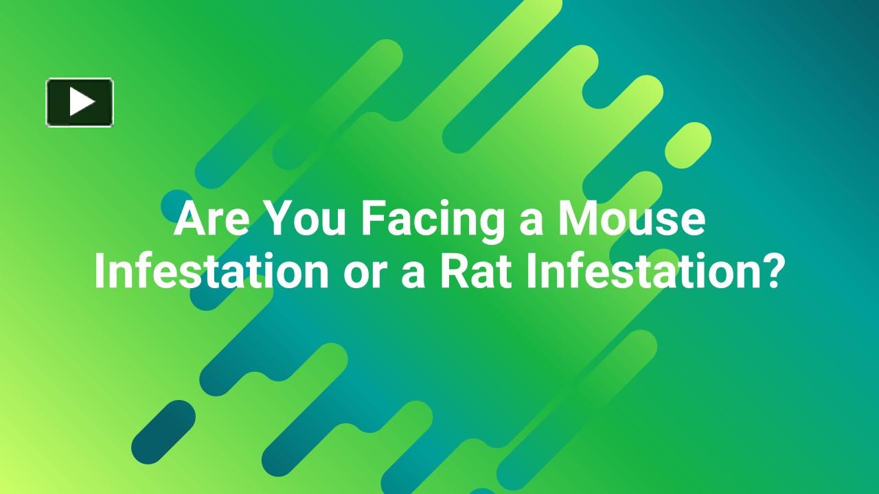 Discover if you are facing a mouse infestation or a rat infestation ...