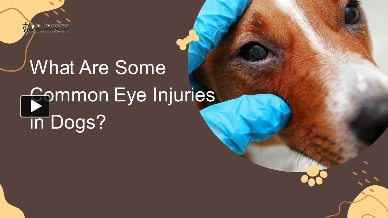 What Are Some Common Eye Injuries in Dogs presentation | free to download