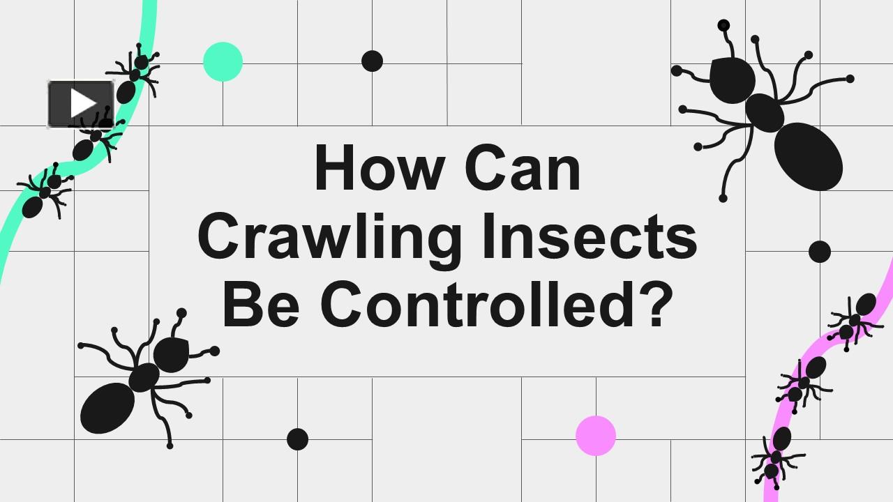 PPT – How Can Crawling Insects Be Controlled? PowerPoint presentation ...