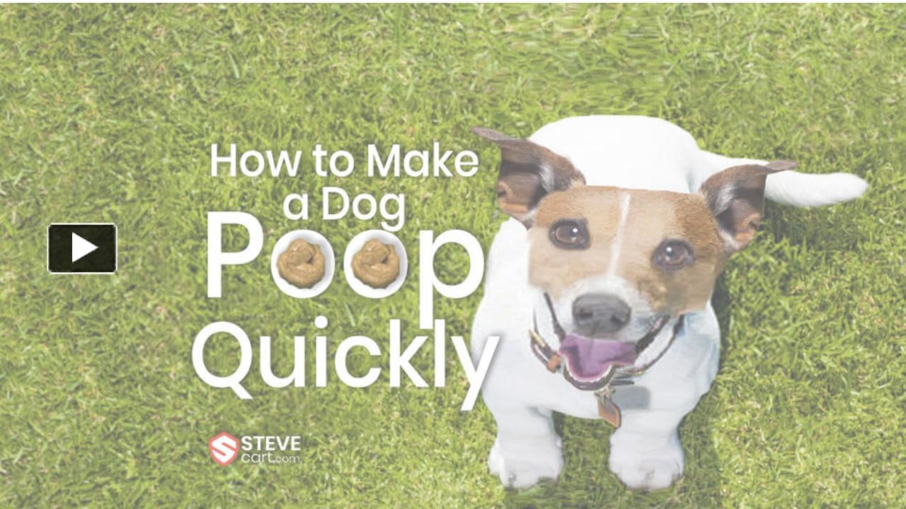 The Secret of How to Make a Dog Poop Quickly presentation | free to ...
