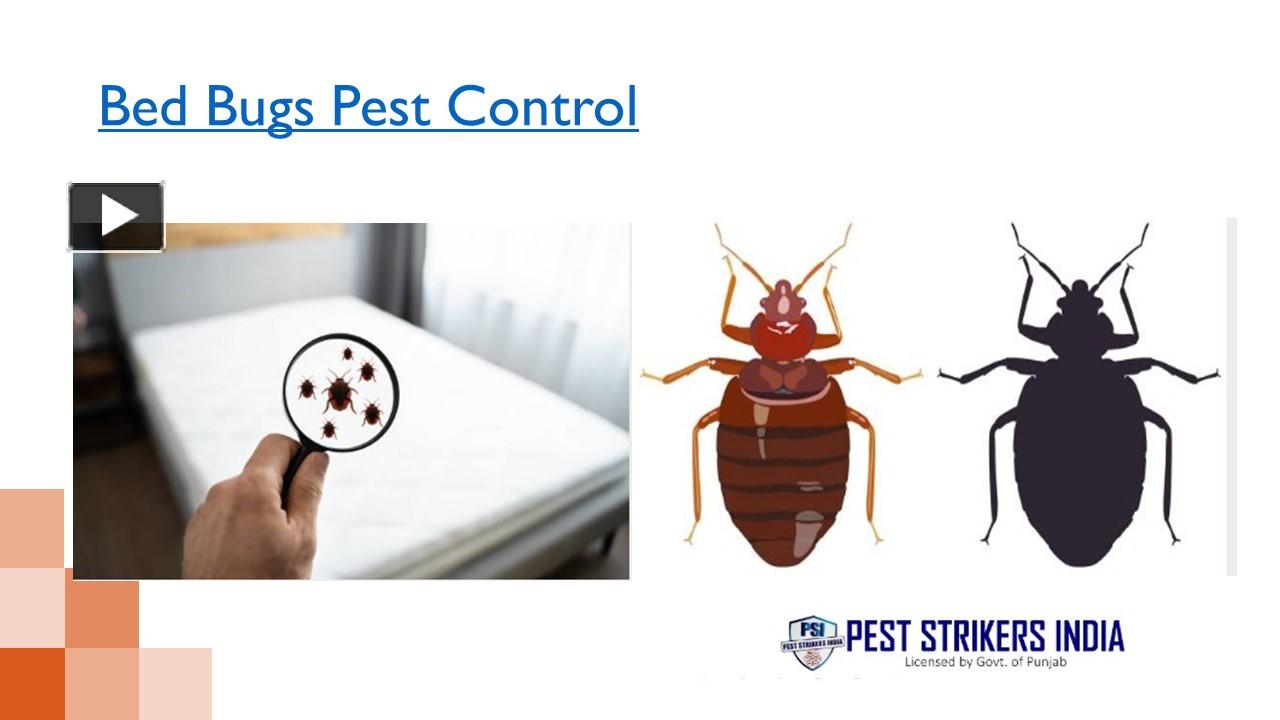 Bed Bugs Pest Control Pest Strikers Presentation Free To Download