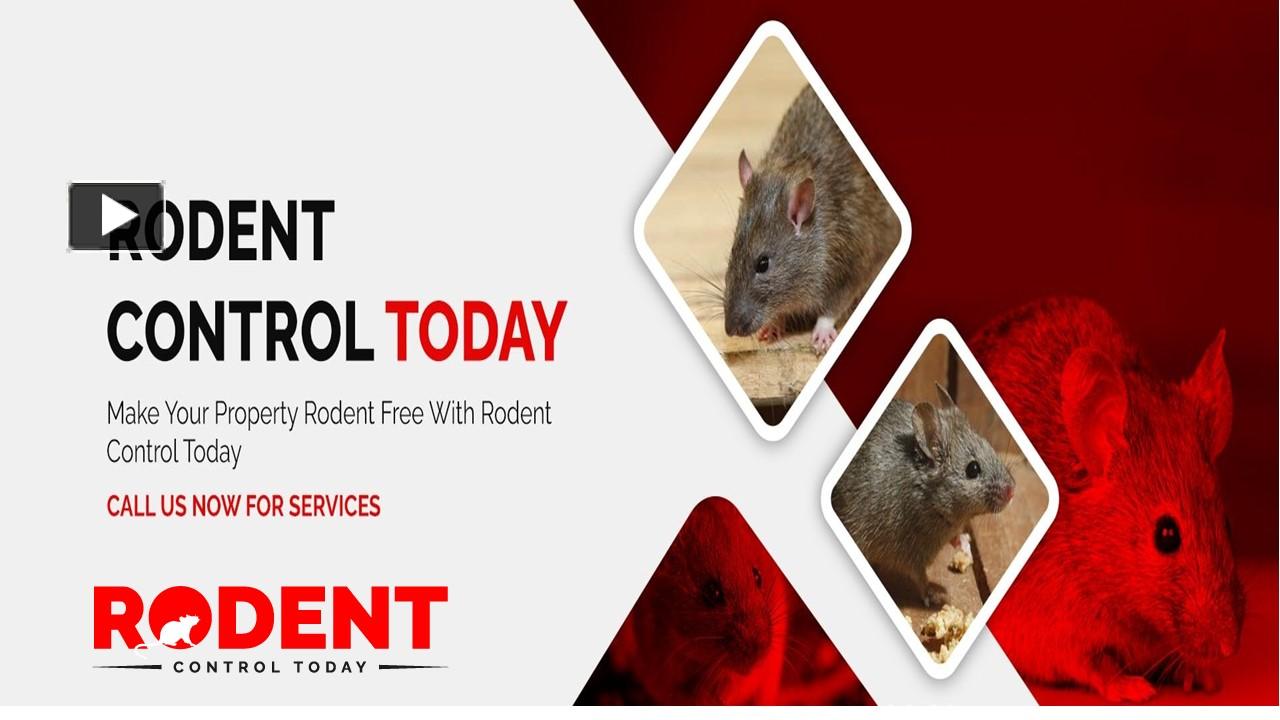 PPT – Rodent Control Today PowerPoint presentation | free to download ...