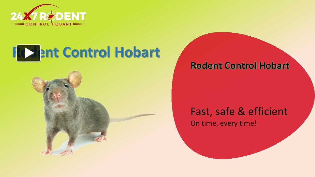 PPT – Rodent Control Hobart PowerPoint presentation | free to download ...