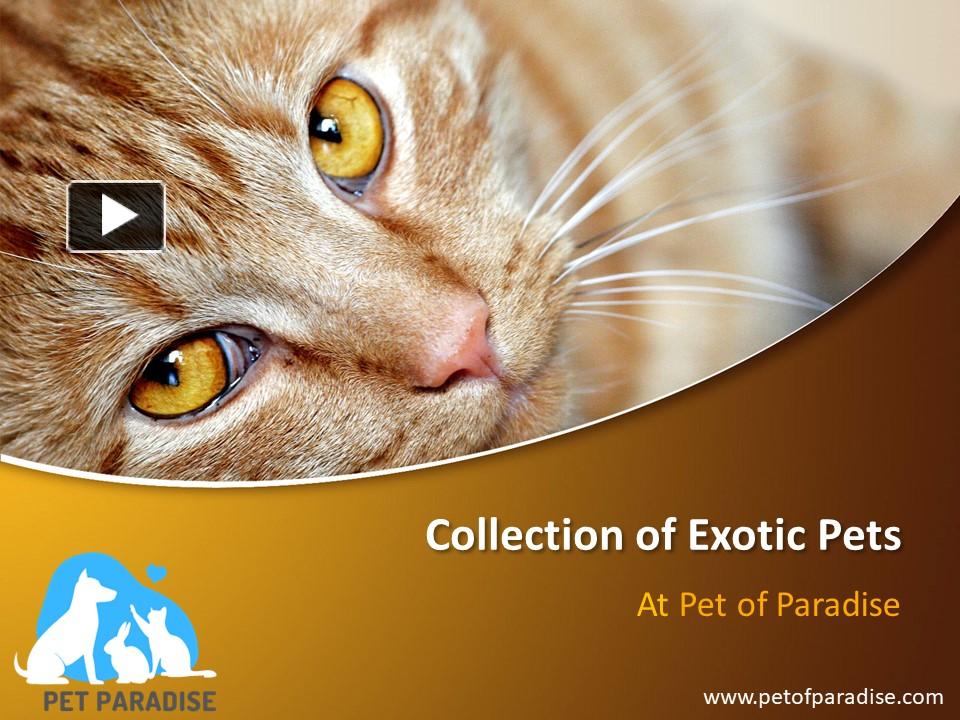 PPT – Buy Cutest Exotic Pets Online from PetofParadise PowerPoint ...