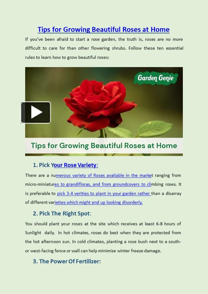 PPT – Tips for Growing Beautiful Roses at Home PowerPoint presentation ...