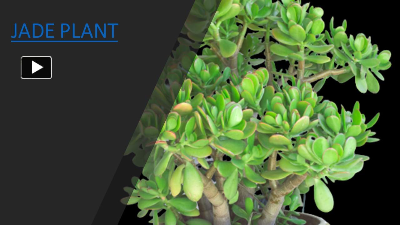 PPT – Find Your Perfect Jade Plant Online PowerPoint presentation ...
