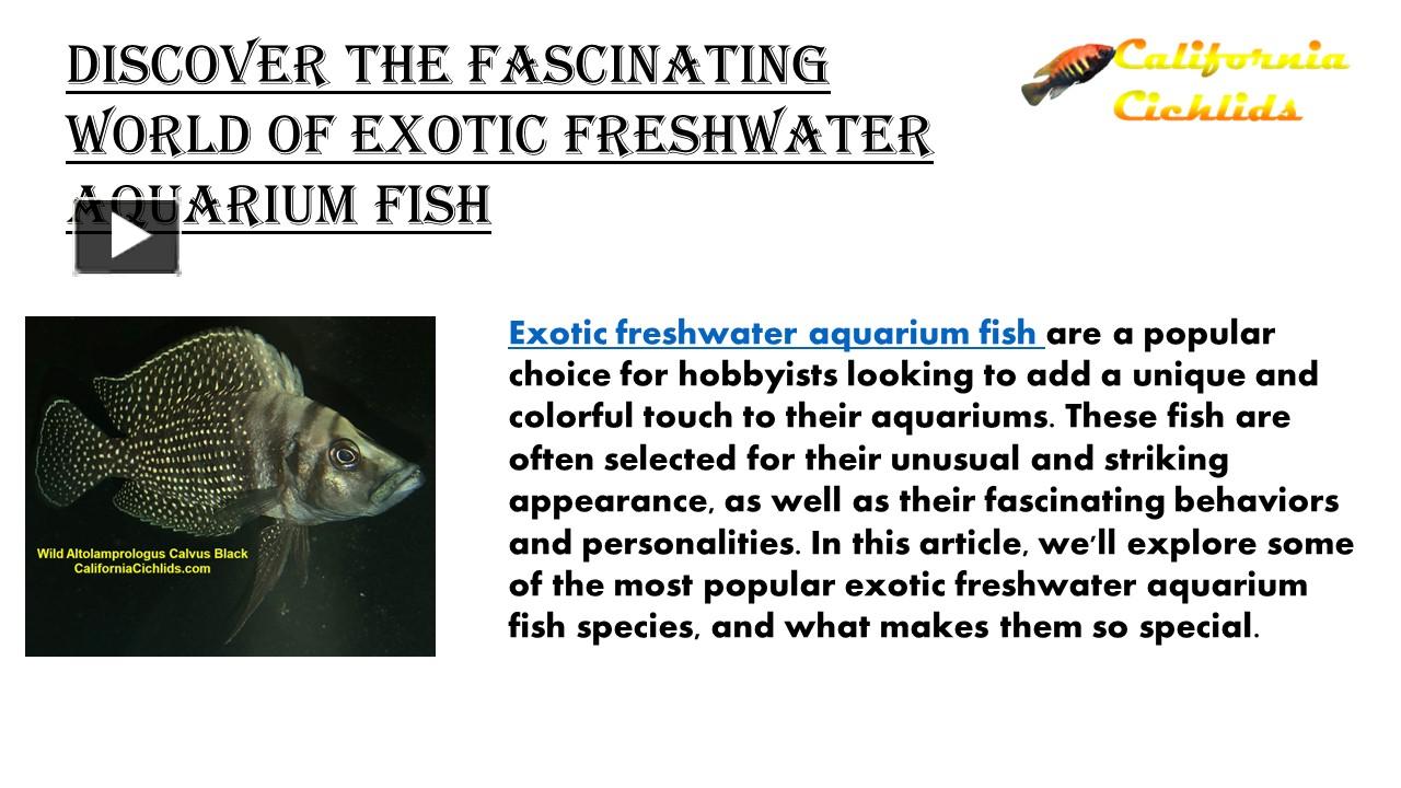 Discover the Fascinating World of Exotic Freshwater Aquarium Fish ...