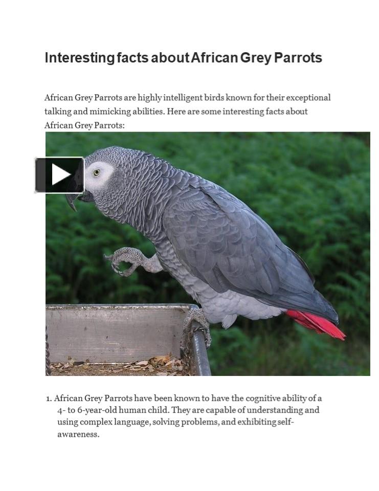 Interesting facts about African Grey Parrots presentation | free to ...