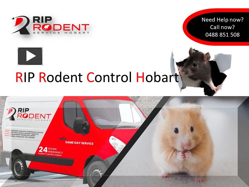 PPT – RIP Rodent Control Hobart PowerPoint presentation | free to ...