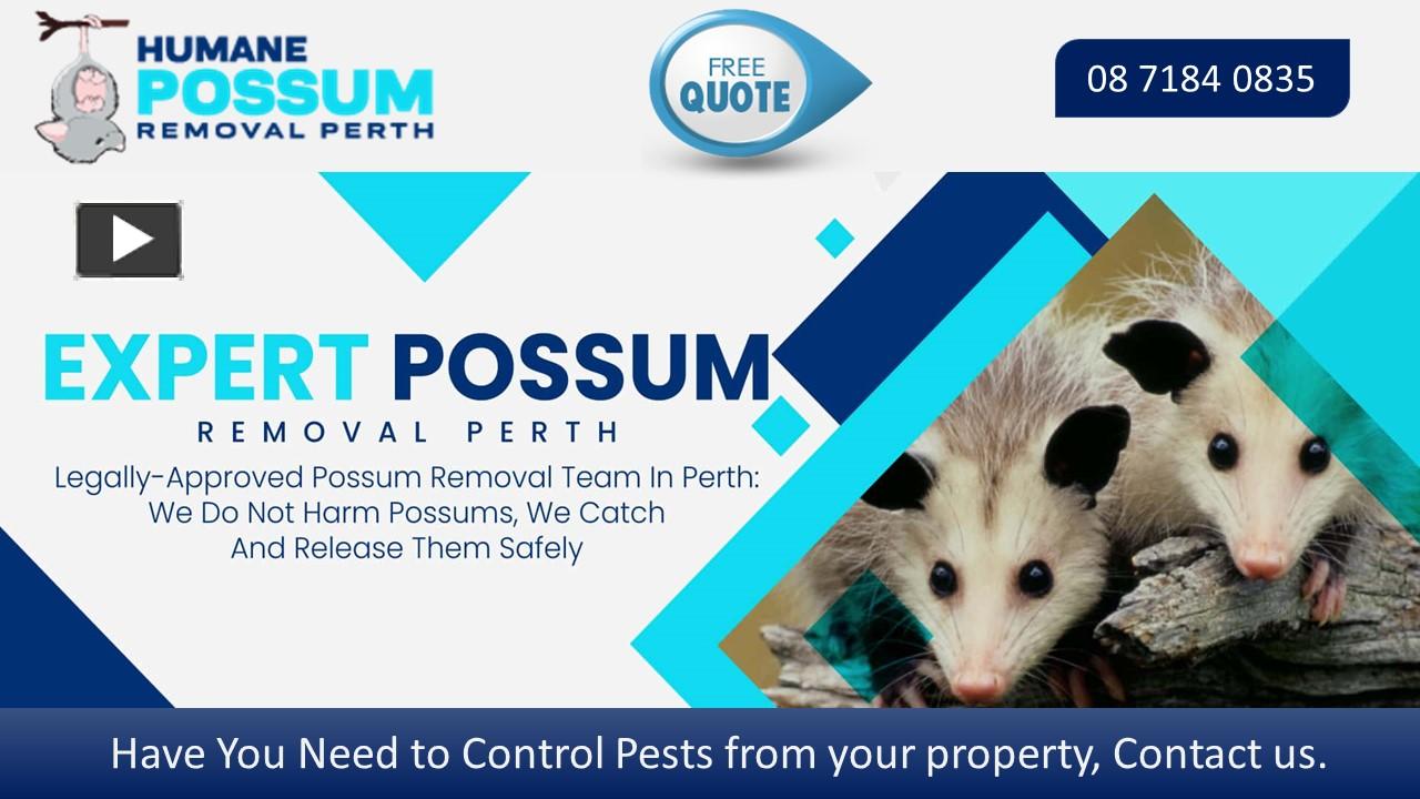 Humane Possum Removal Perth WA presentation | free to download