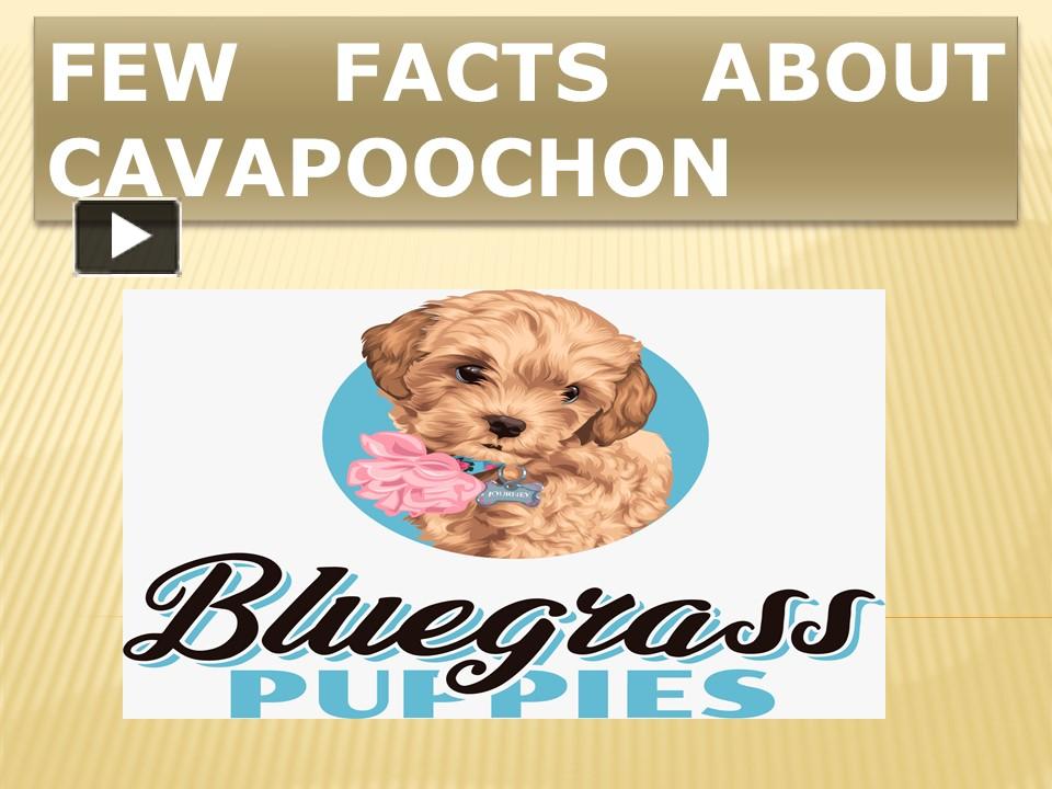 Few facts about cavapoochon presentation | free to download