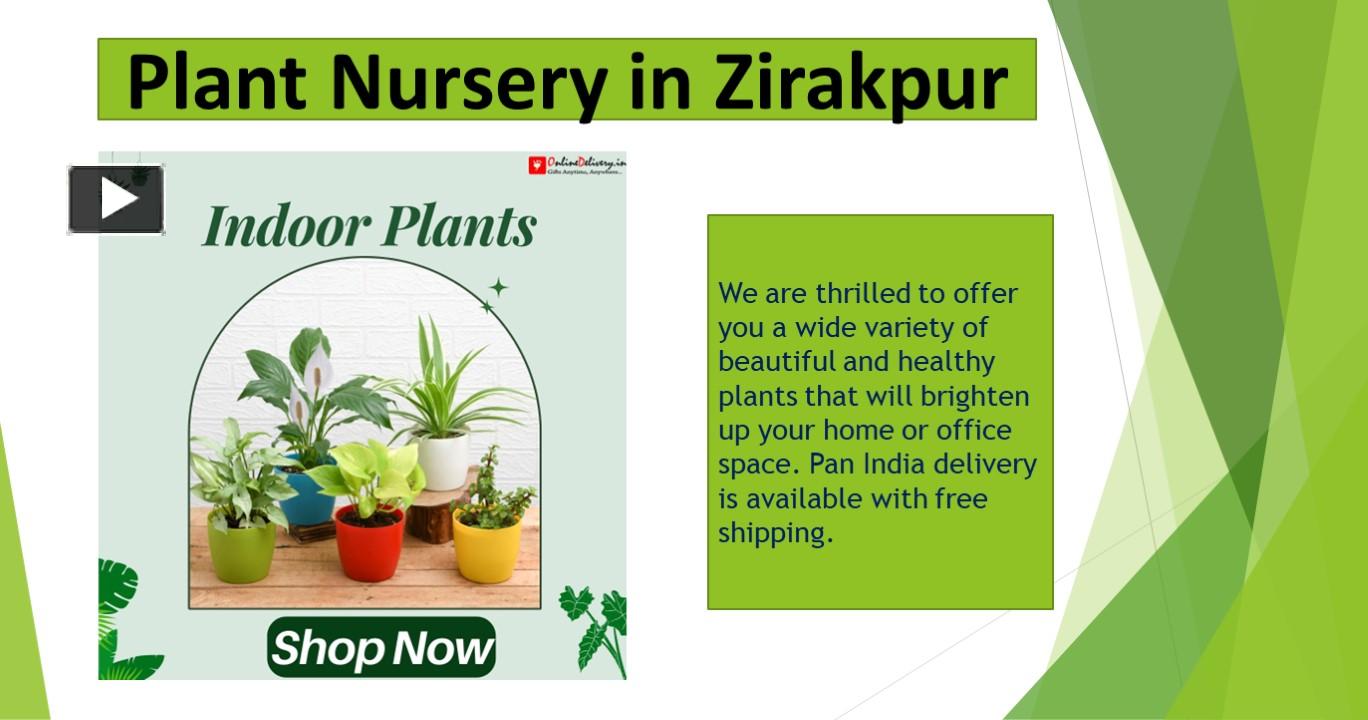 Plant Nursery Indoor Plants - Nursery Plant in Zirakpur presentation ...