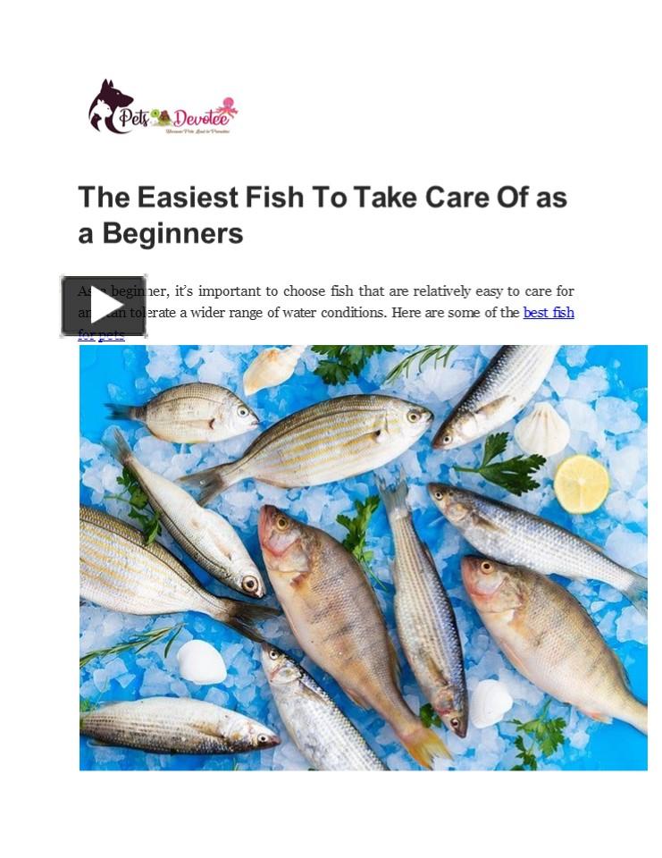 PPT – The Easiest Fish To Take Care Of as a Beginners PowerPoint ...