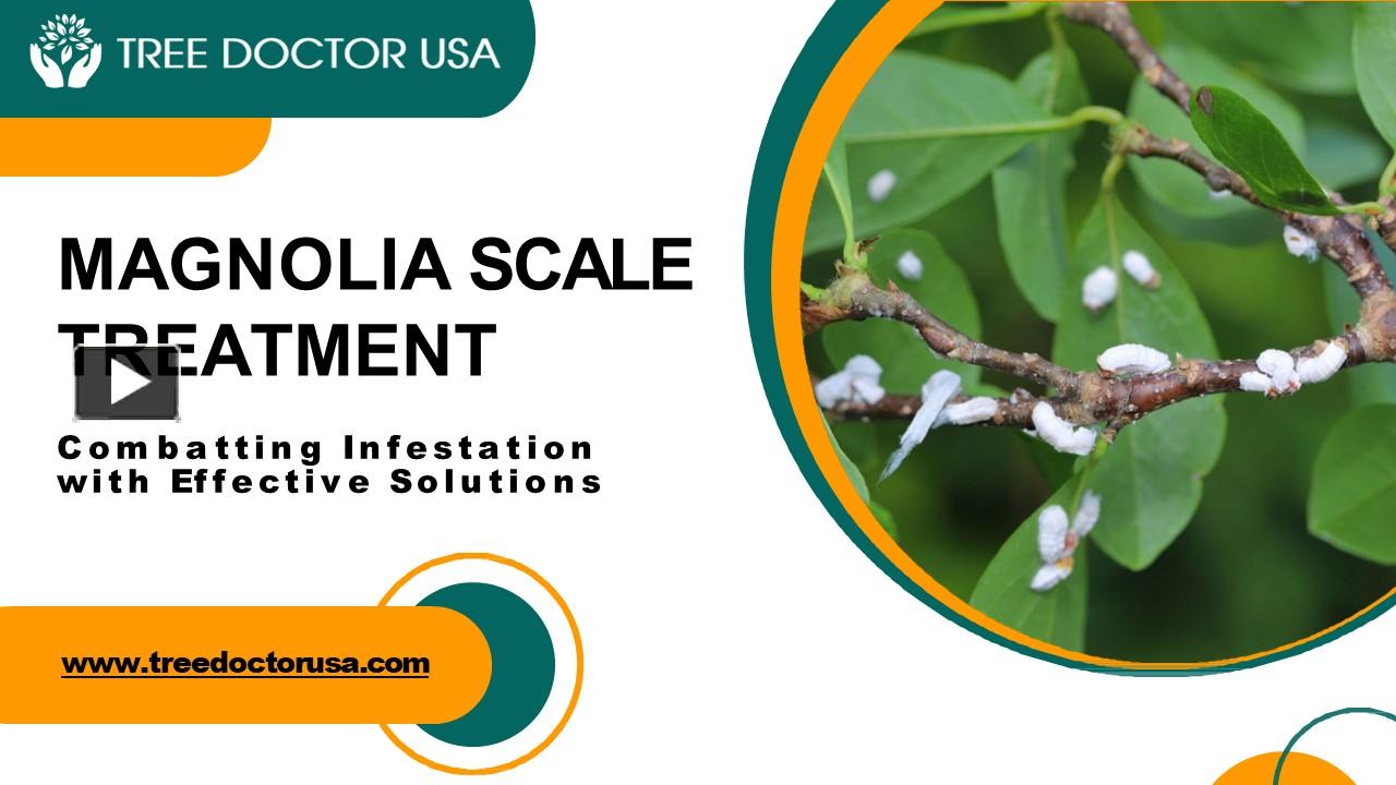 Magnolia Scale Treatment: Combatting Infestation with Effective ...
