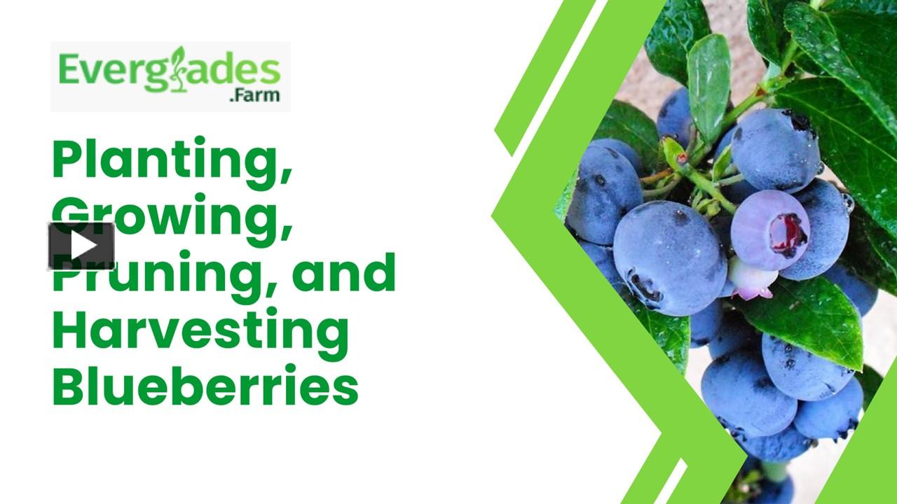 PPT – Planting, Growing, Pruning, and Harvesting Blueberries PowerPoint ...