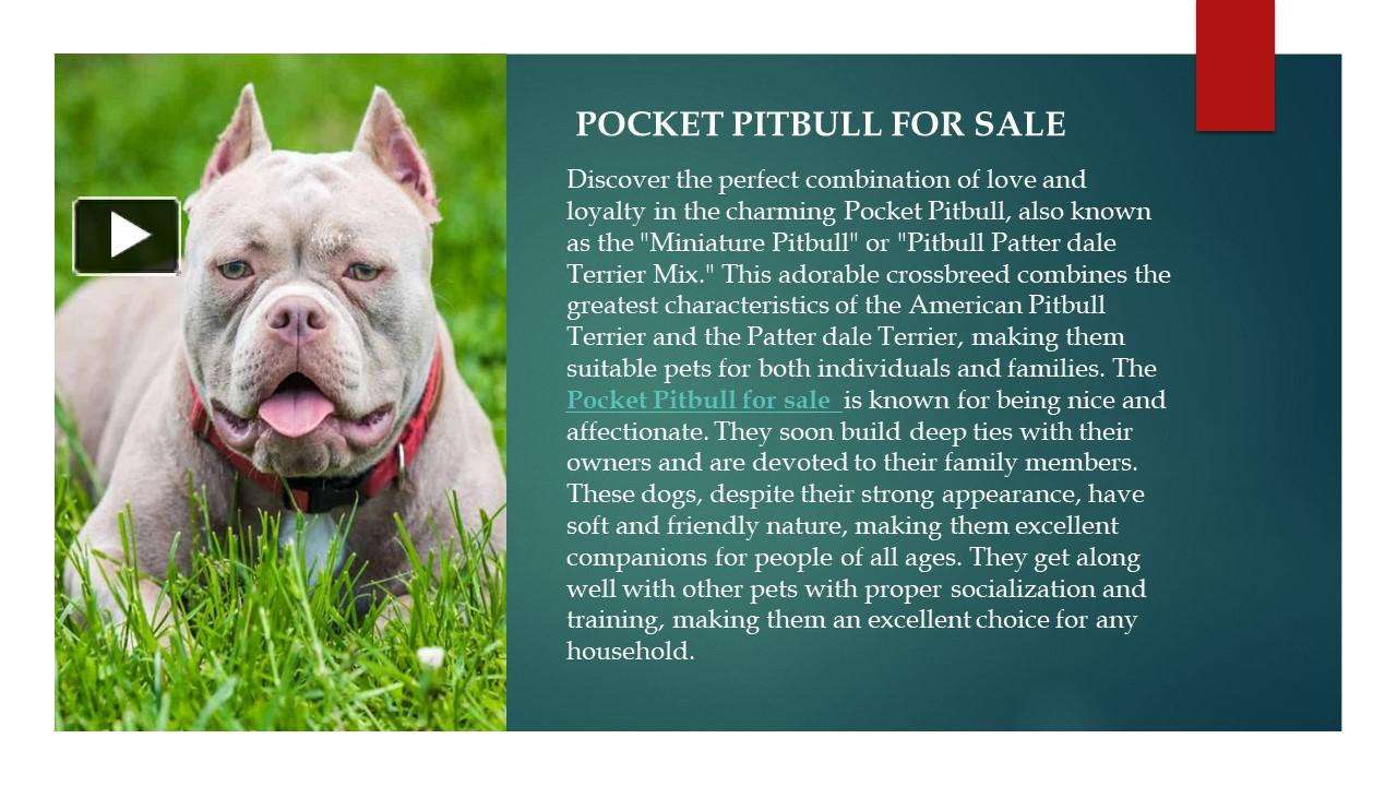PPT – pocket pitbull for sale PowerPoint presentation | free to ...