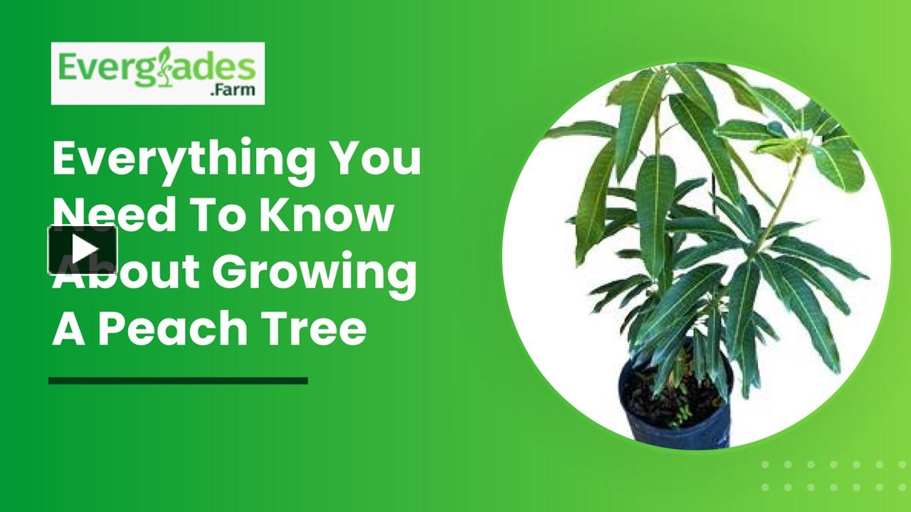 PPT – Everything You Need To Know About Growing A Peach Tree PowerPoint ...