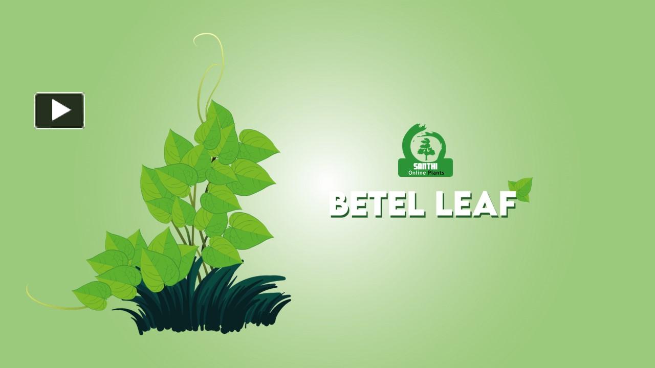 Betel Leaf presentation | free to download