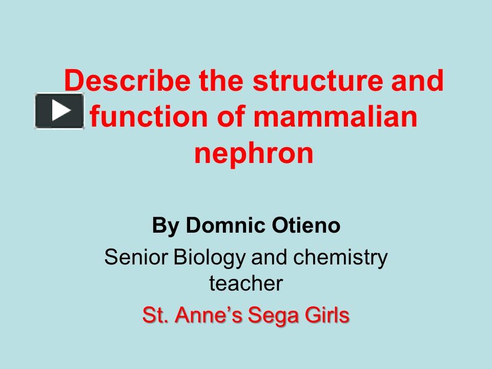 structure and function of nephron presentation | free to download