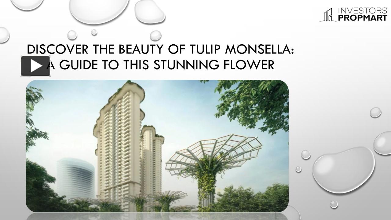 PPT – Discover the Beauty of Tulip Monsella: A Guide to this Stunning ...