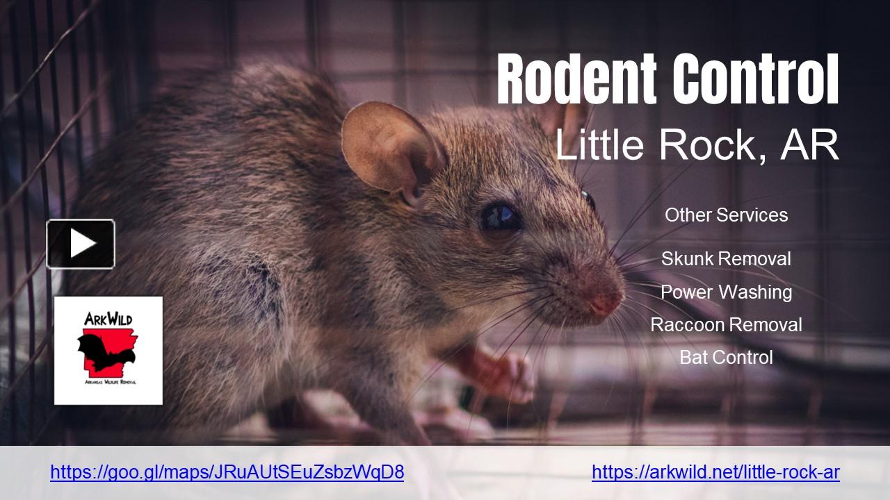 PPT – Rodent Control Service Little Rock, AR PowerPoint presentation ...