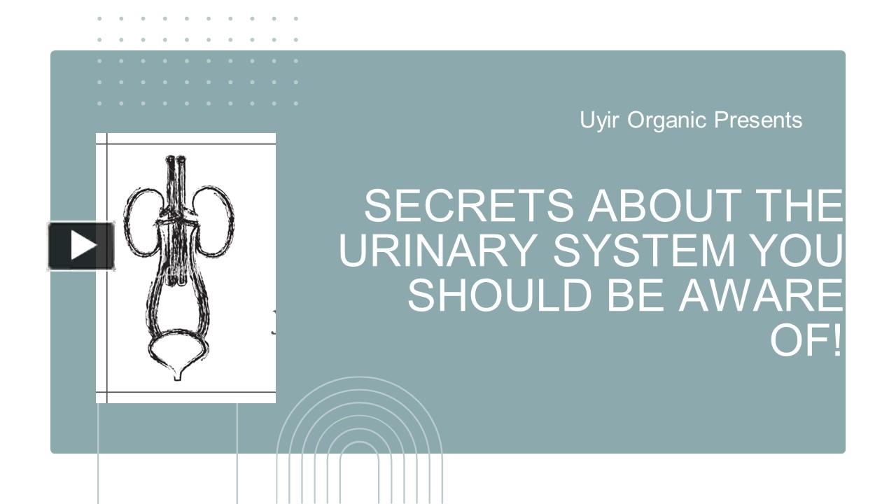 PPT – Secrets about the Urinary system you should be aware of ...