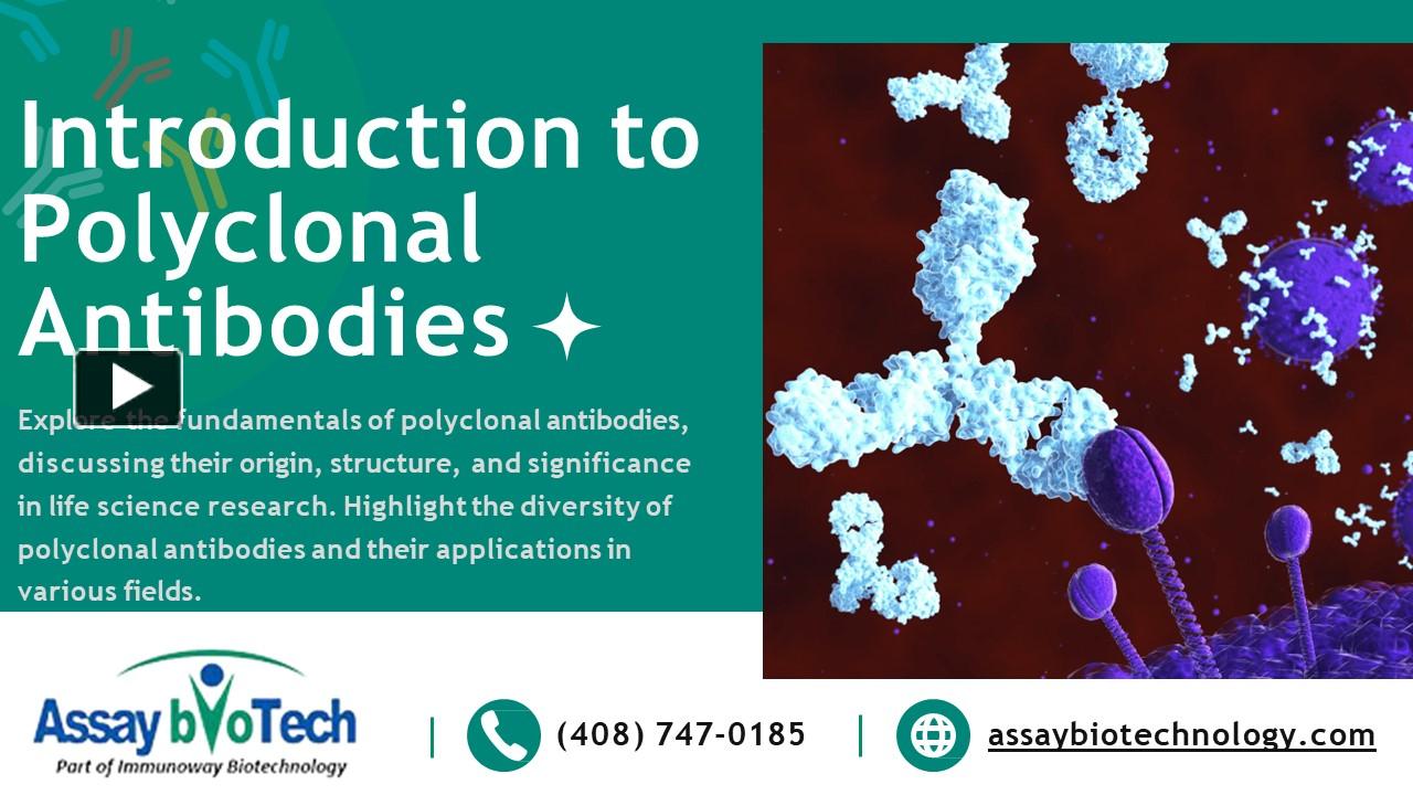PPT – Unveiling the World of Polyclonal Antibodies: Origins, Structures ...