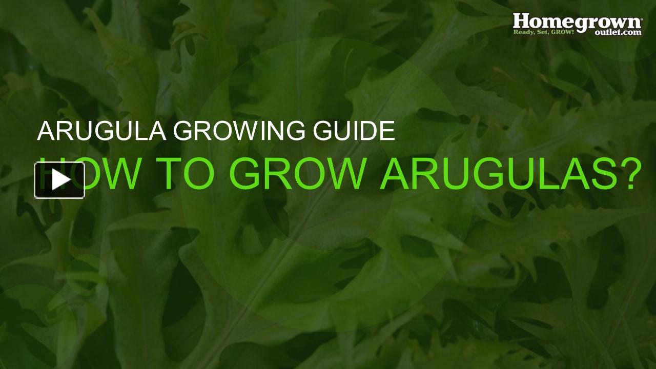 PPT – How to grow Arugula? PowerPoint presentation | free to download ...