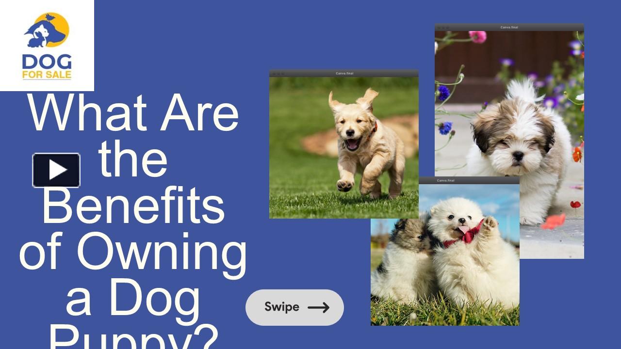 PPT – What Are the Benefits of Owning a Dog Puppy? | PowerPoint ...