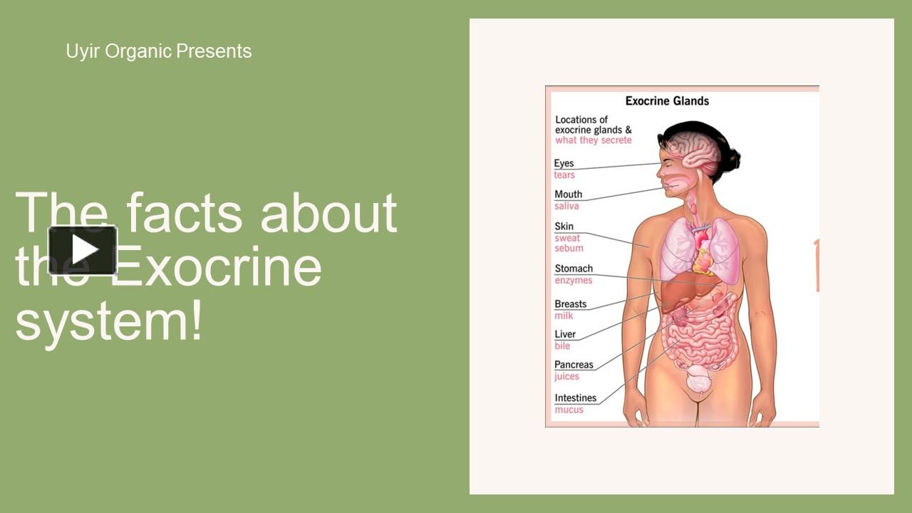 PPT – The facts about the Exocrine system! PowerPoint presentation ...