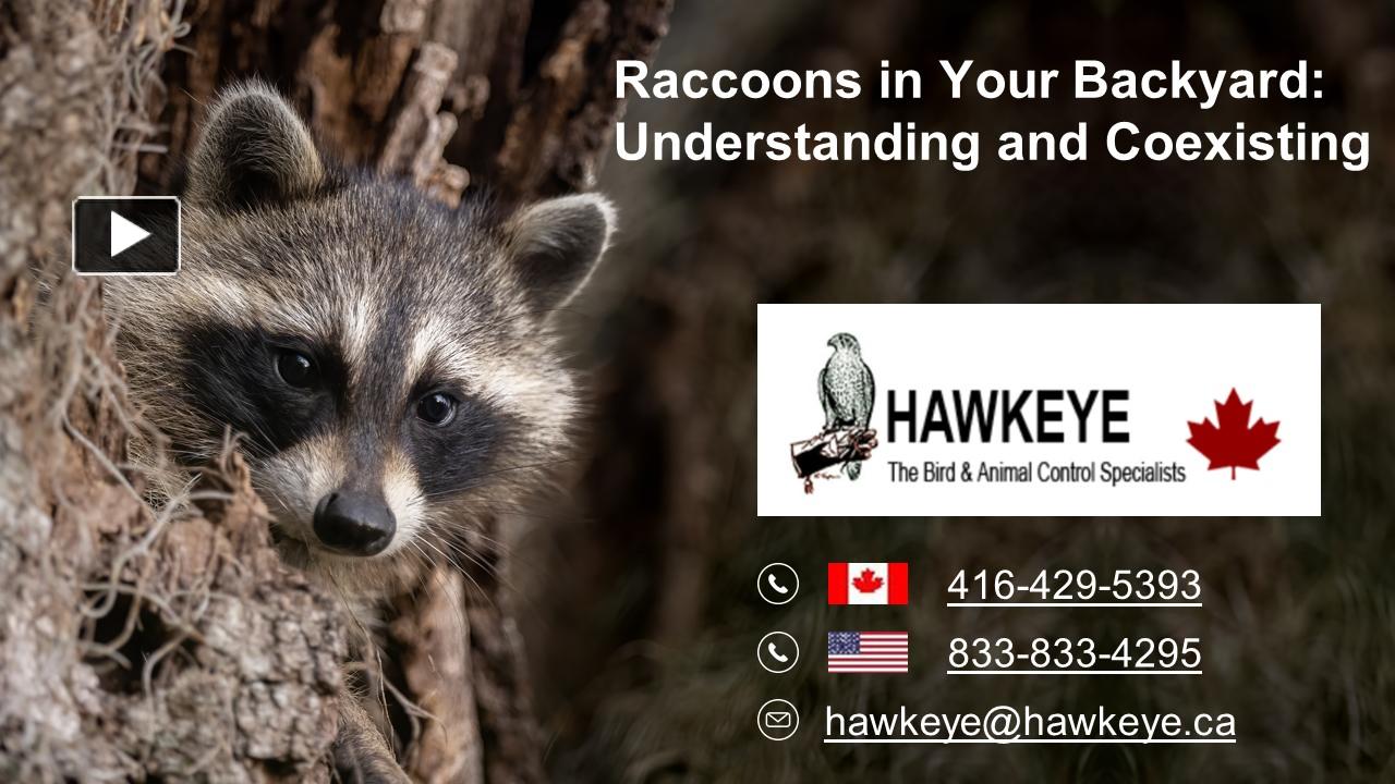 PPT – Raccoons in Your Backyard Understanding and Coexisting PowerPoint ...