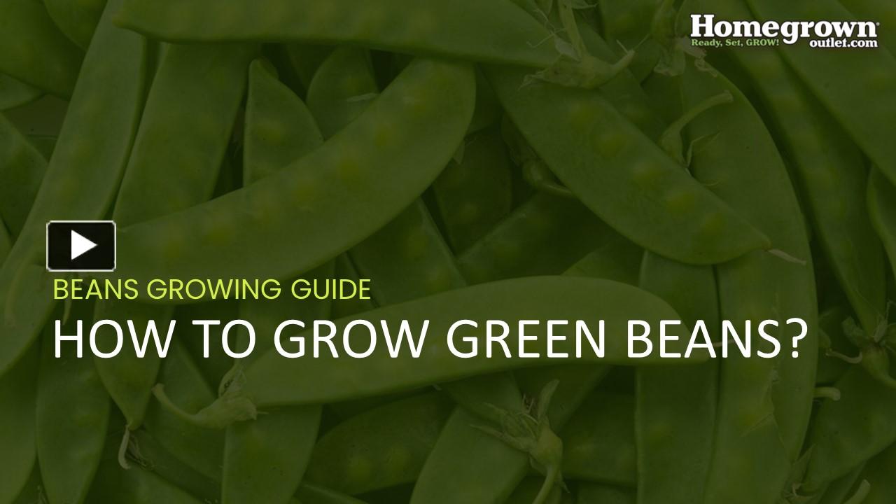 How to Grow Green Beans? presentation | free to download