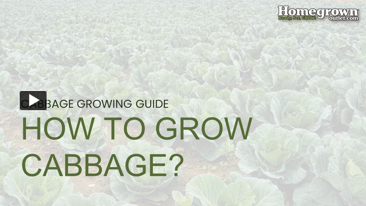 How to Grow Cabbage? presentation | free to download