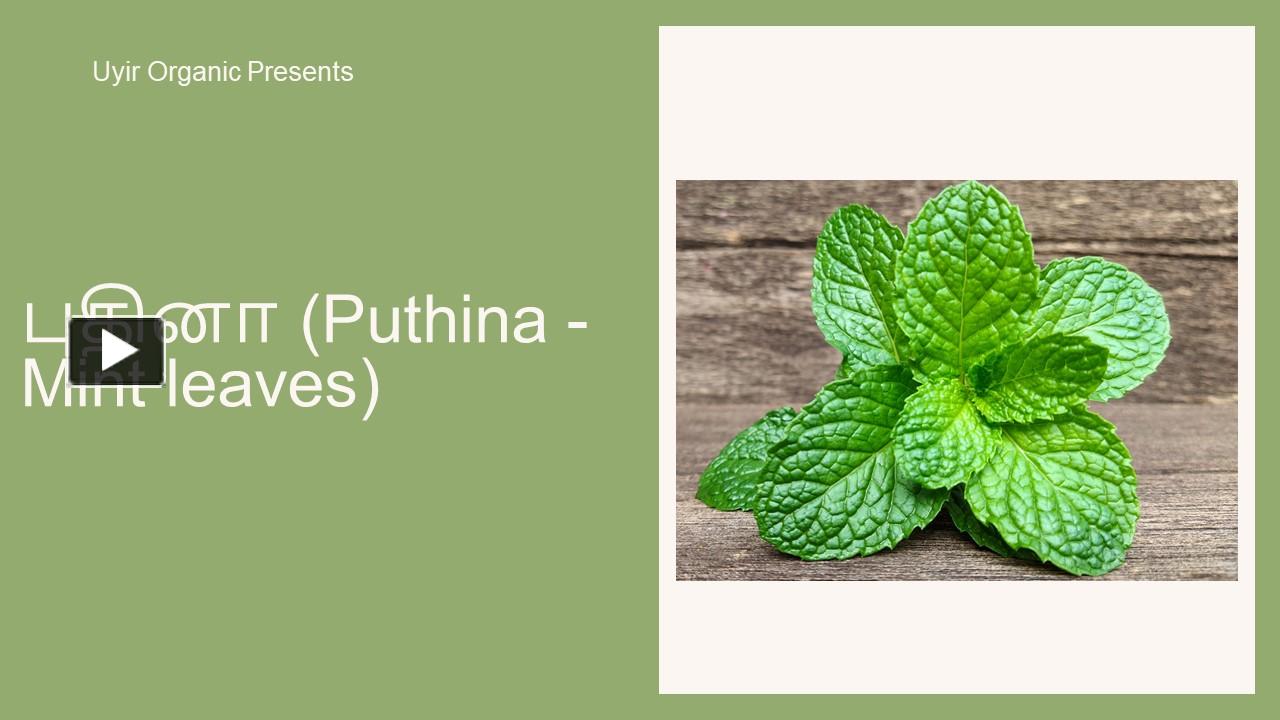 PPT – புதினா (Puthina - Mint leaves) PowerPoint presentation | free to ...